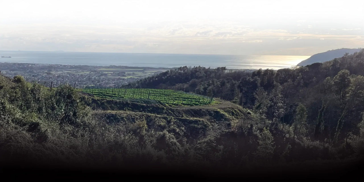 Home - Cantine Lunae